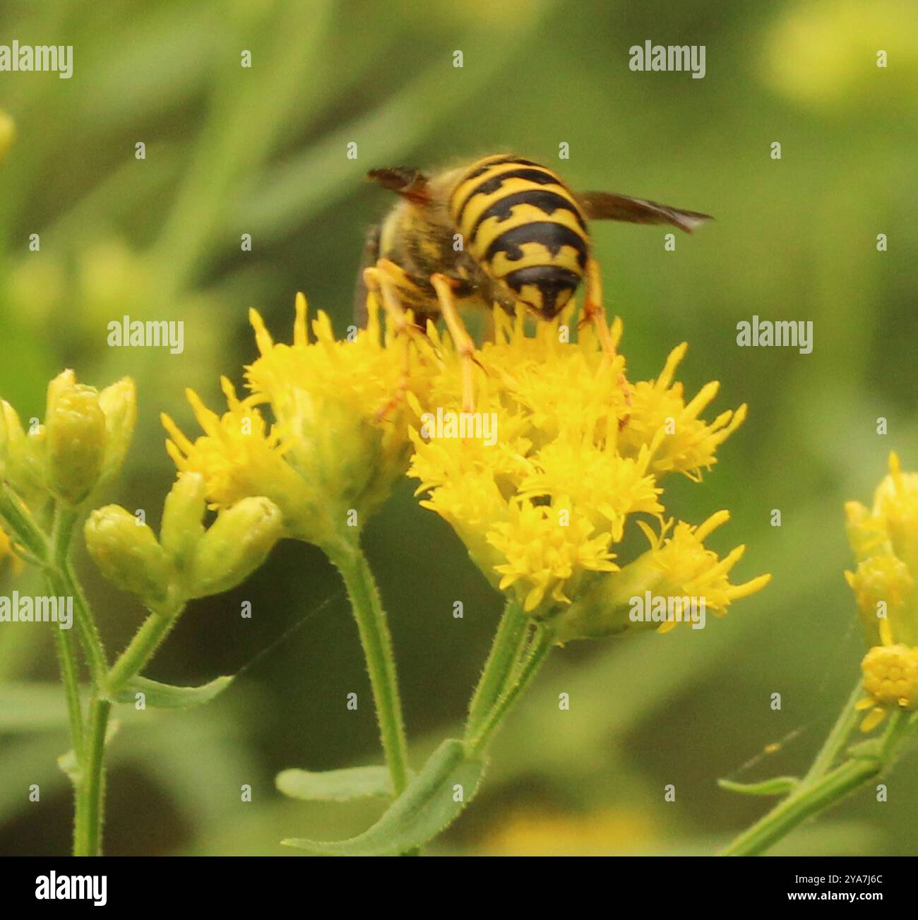 Common Aerial Yellowjacket (Dolichovespula arenaria) Insecta Stock ...