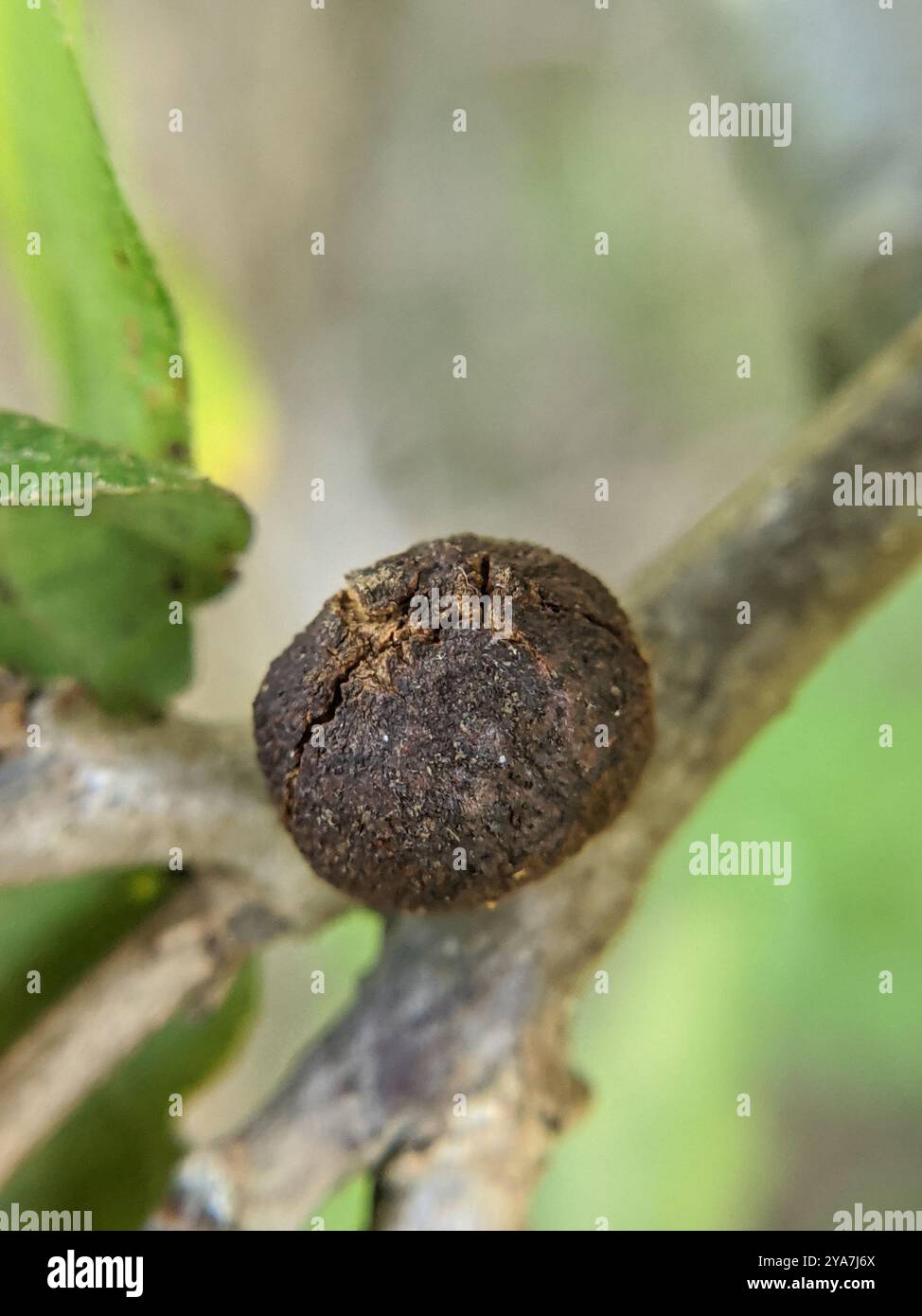 Oak Rough Bulletgall Wasp (Disholcaspis quercusmamma) Insecta Stock ...