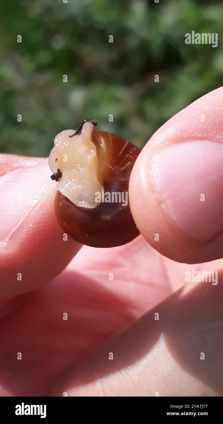 Copse Snail (Arianta arbustorum) Mollusca Stock Photo - Alamy