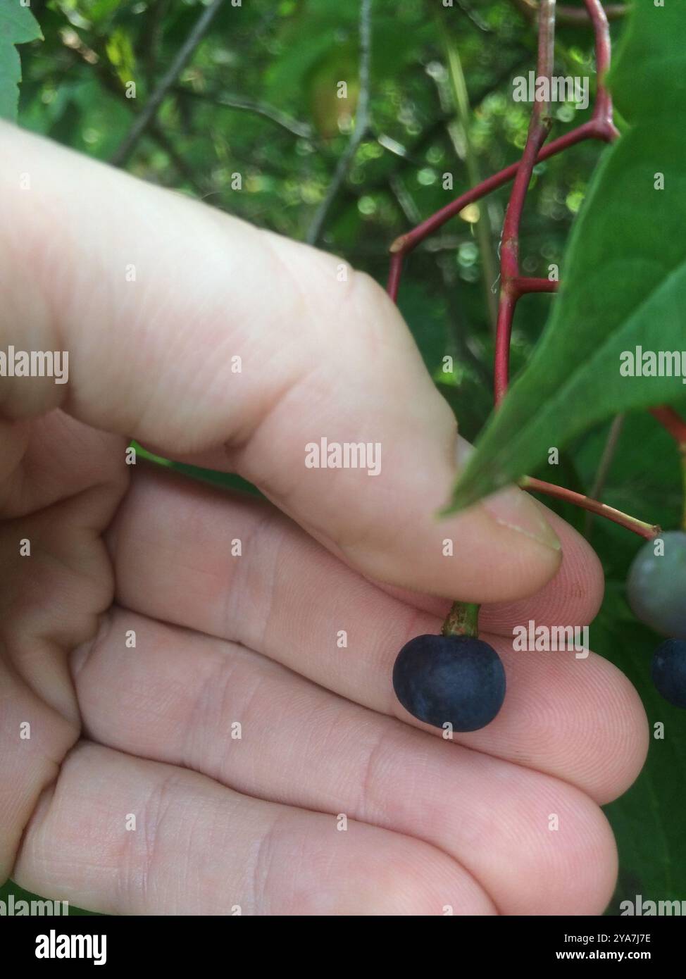 thicket creeper (Parthenocissus inserta) Plantae Stock Photo - Alamy