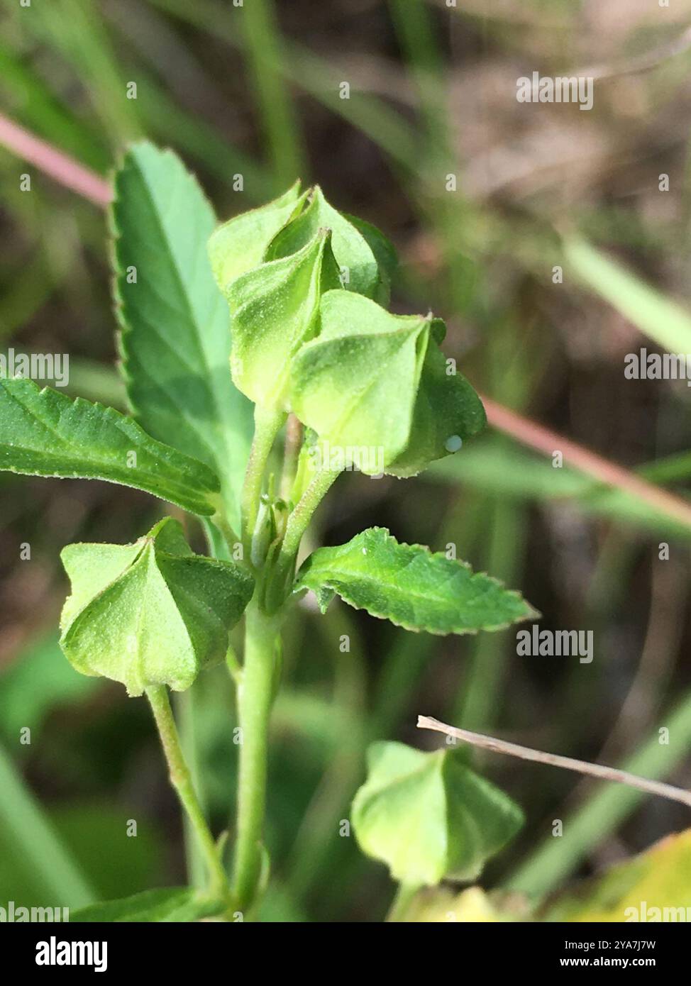 Cuban jute (Sida rhombifolia) Plantae Stock Photo - Alamy