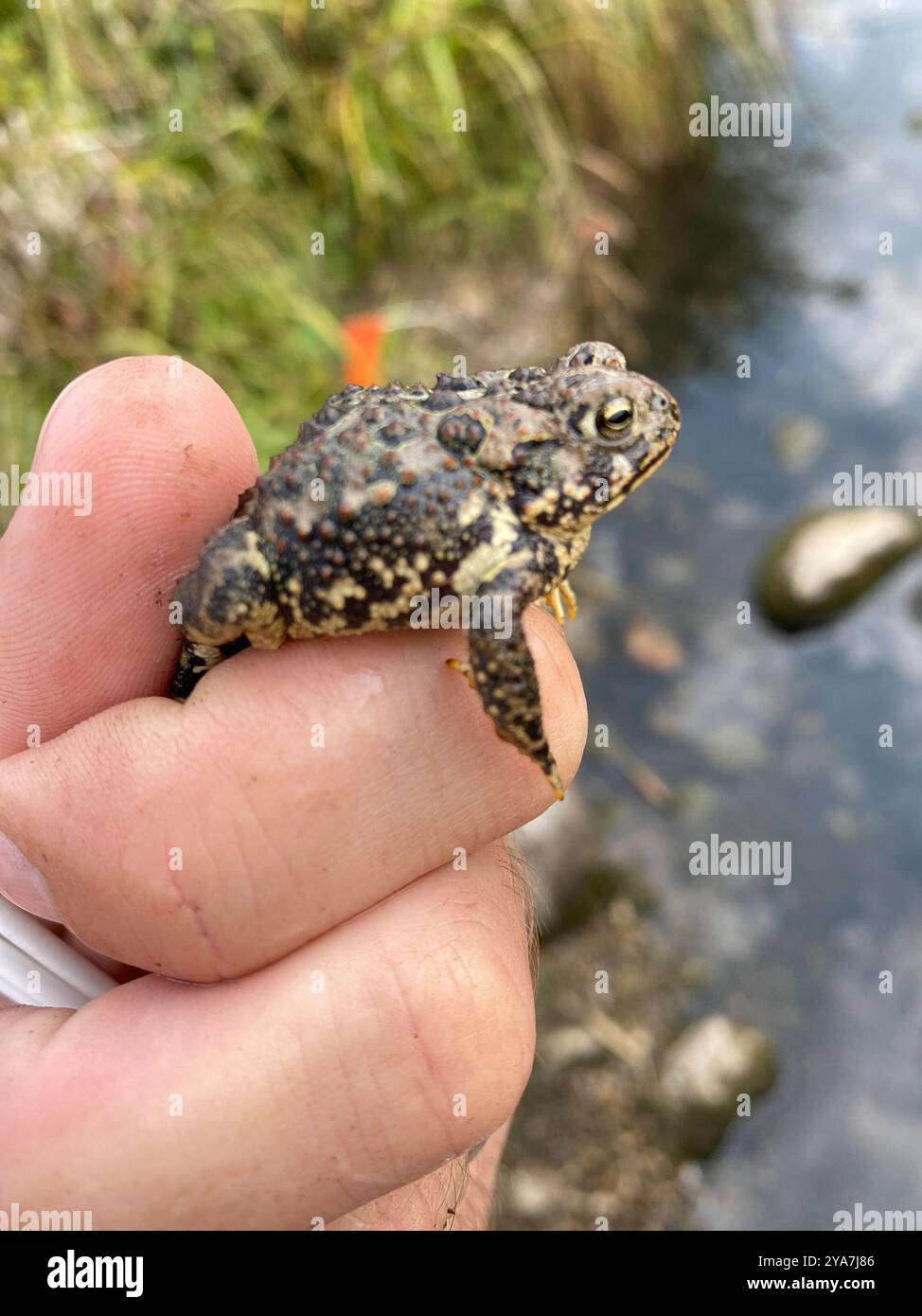 Canadian Toad (Anaxyrus hemiophrys) Amphibia Stock Photo - Alamy