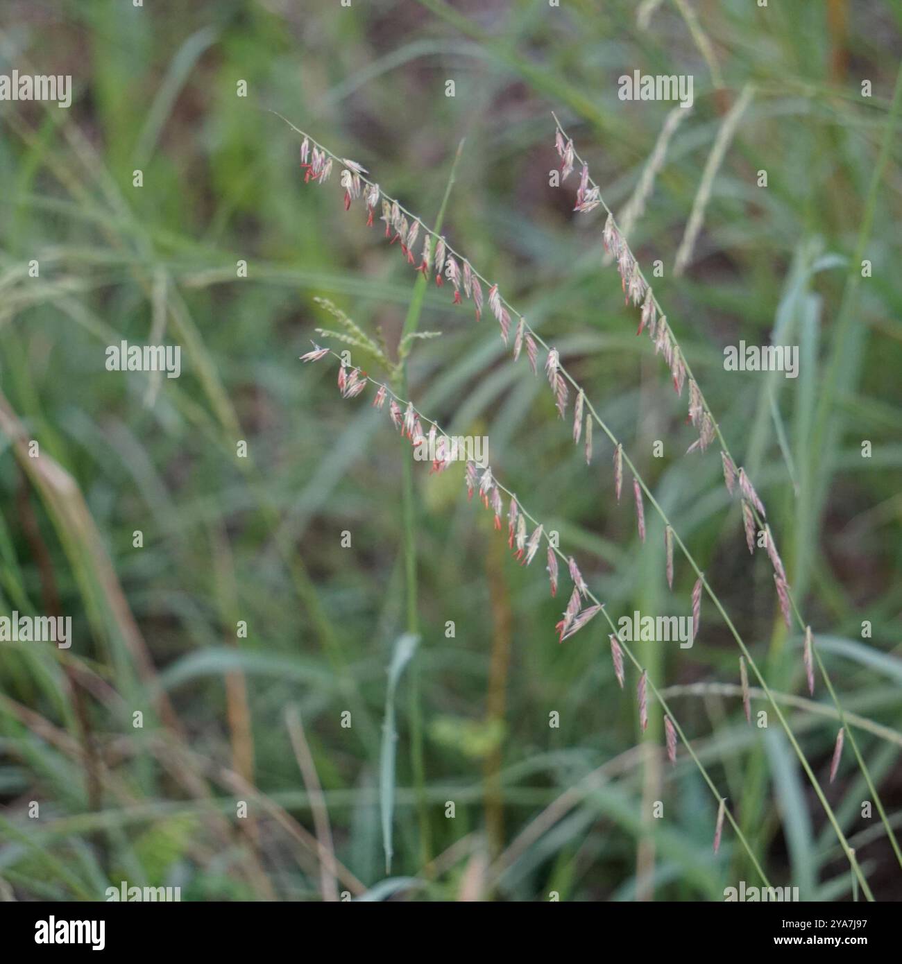 Sideoats Grama (Bouteloua curtipendula) Plantae Stock Photo - Alamy