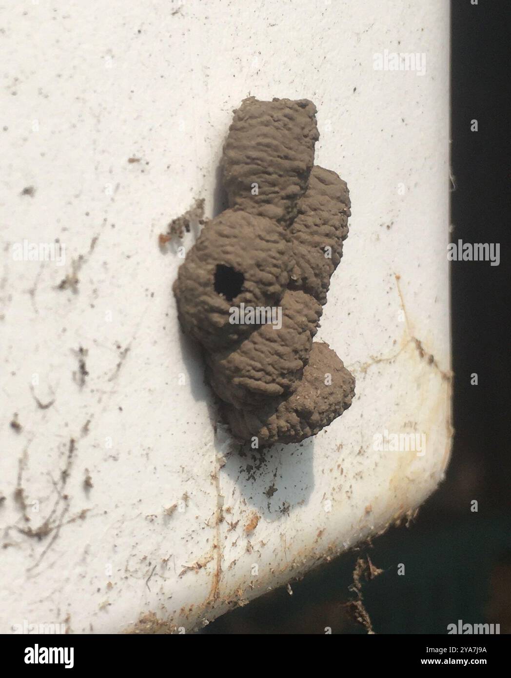 Ants, Bees, Wasps, and Sawflies (Hymenoptera) Insecta Stock Photo - Alamy