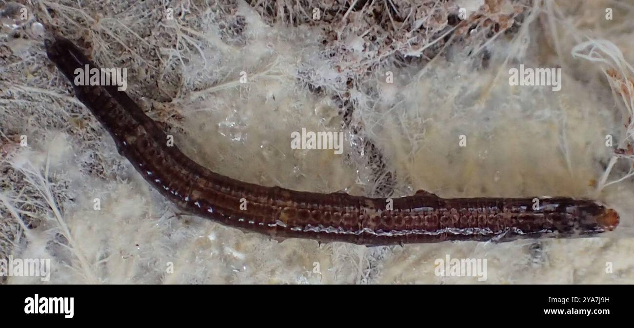 Predatory Fungus Gnats (Keroplatidae) Insecta Stock Photo - Alamy