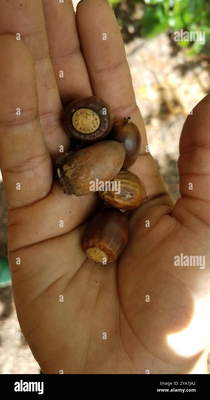 k’antulán (Quercus segoviensis) Plantae Stock Photo - Alamy