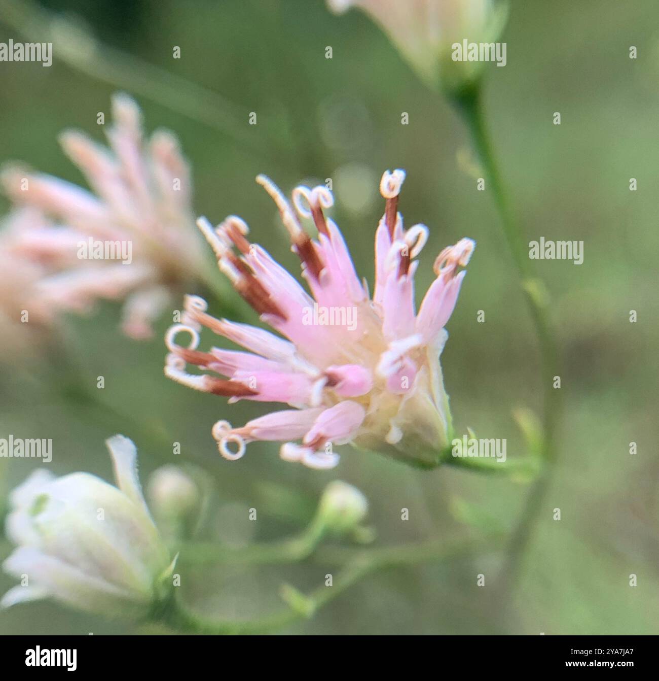 Coastalplain Palafox (Palafoxia integrifolia) Plantae Stock Photo - Alamy