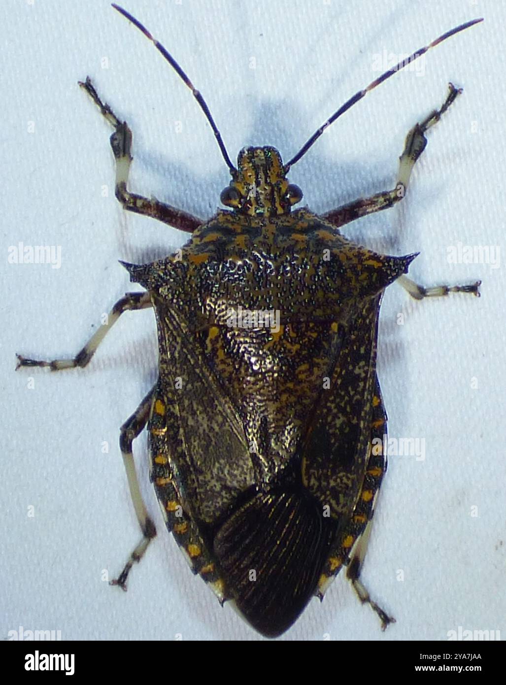 Giant Strong-nosed Stink Bug (Alcaeorrhynchus grandis) Insecta Stock ...