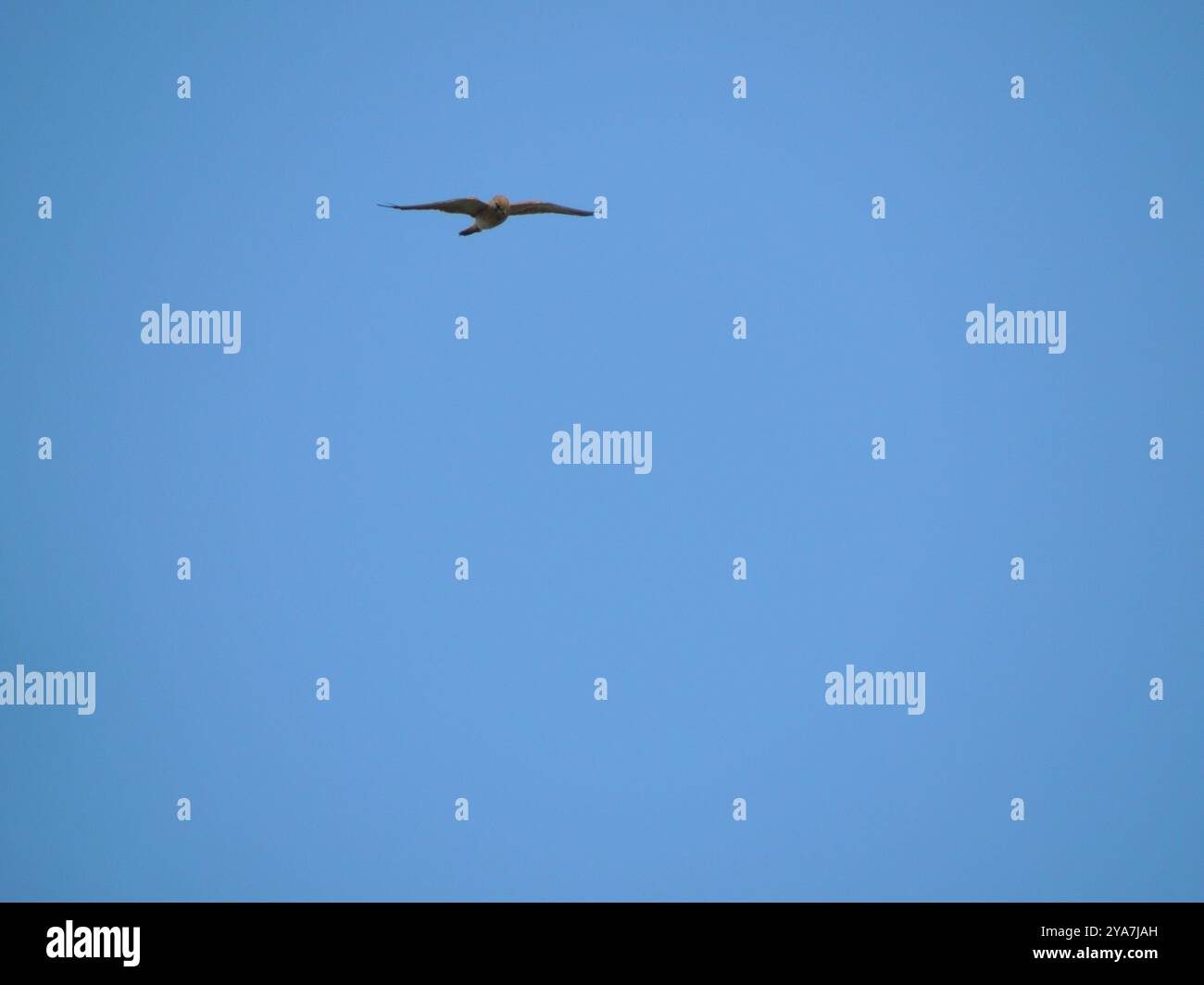 Nankeen Kestrel (Falco cenchroides) Aves Stock Photo - Alamy