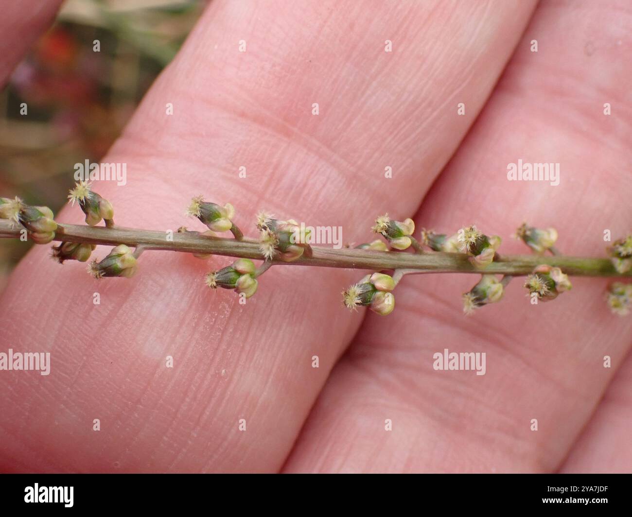 common arrowgrass (Triglochin maritima) Plantae Stock Photo - Alamy