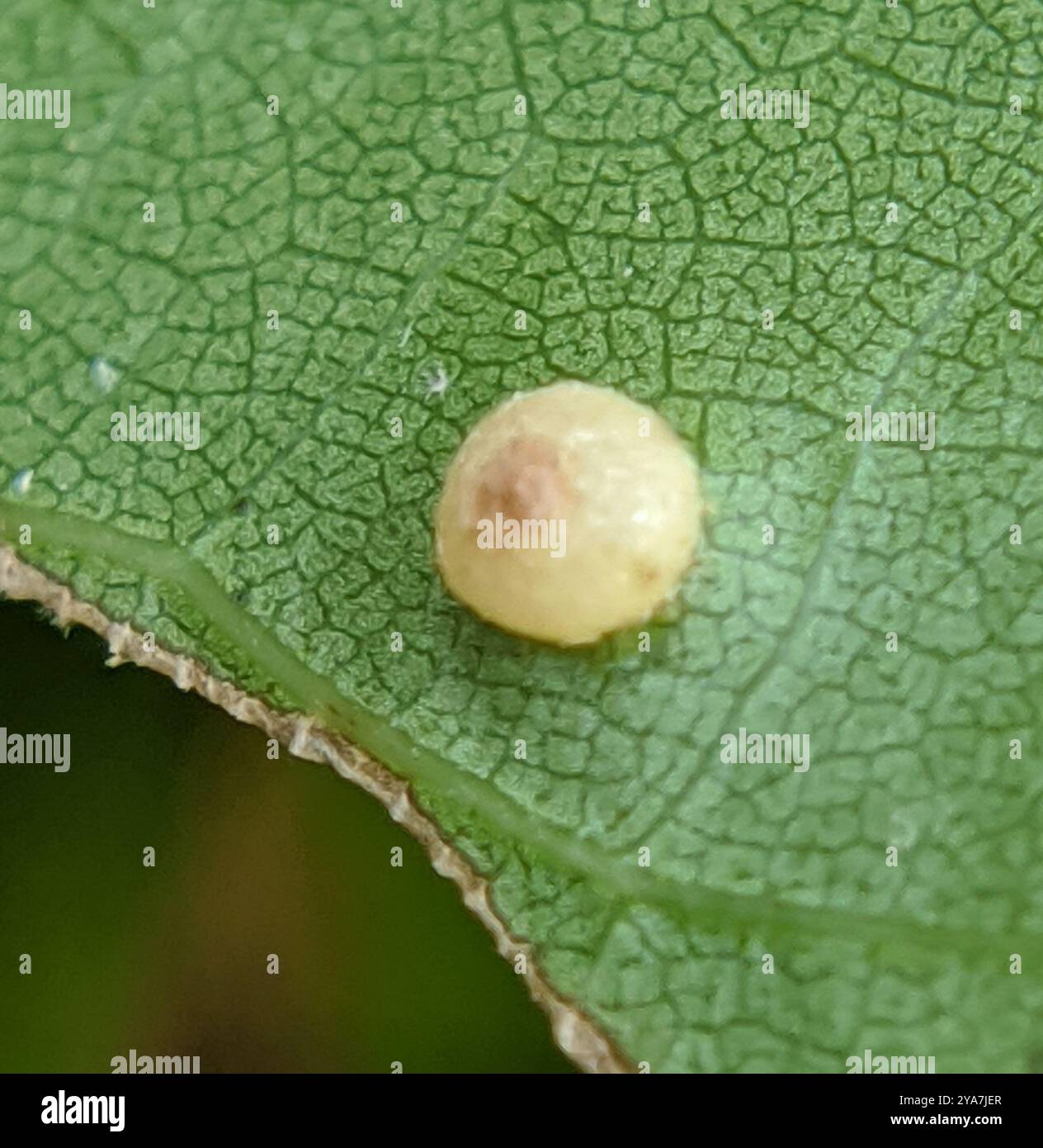 (Polystepha globosa) Insecta Stock Photo - Alamy