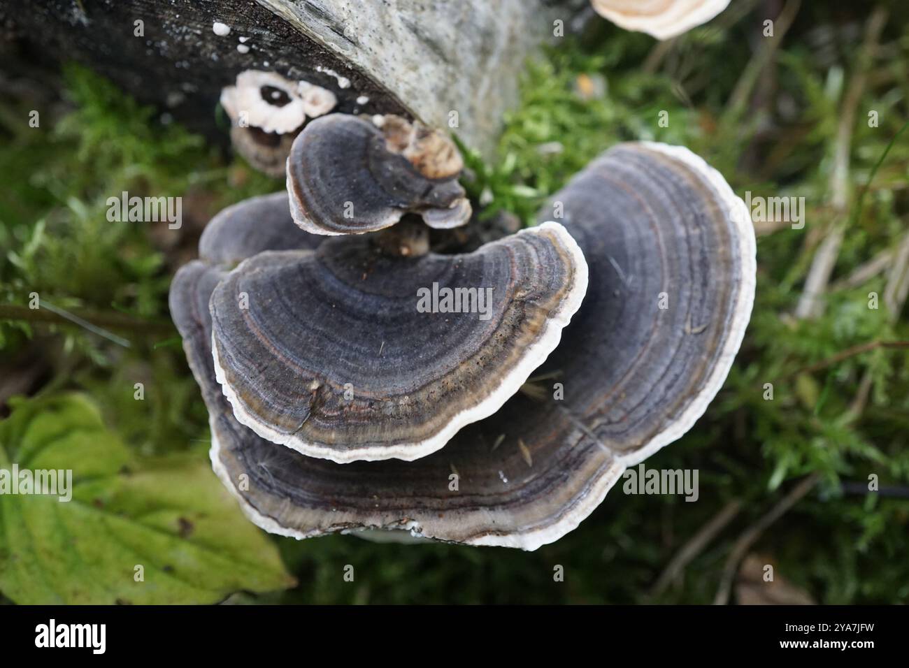 turkey-tail (Trametes versicolor) Fungi Stock Photo - Alamy