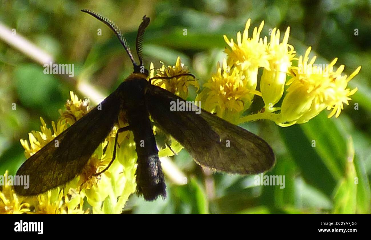 Grapeleaf Skeletonizer Moth (Harrisina americana) Insecta Stock Photo ...