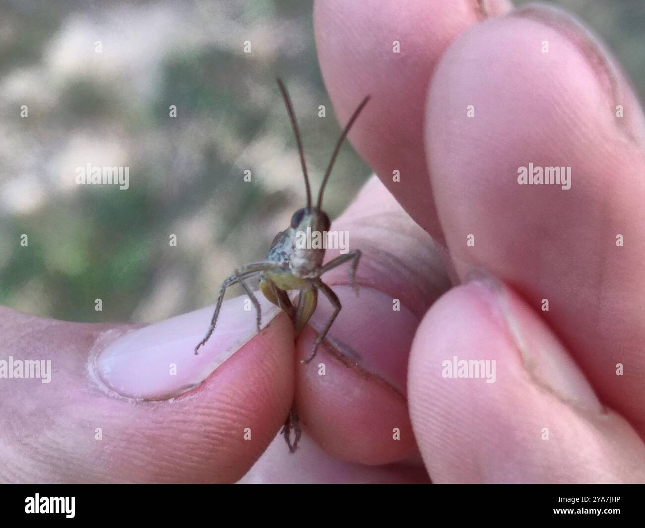 Bow-winged Grasshopper (Chorthippus biguttulus) Insecta Stock Photo - Alamy