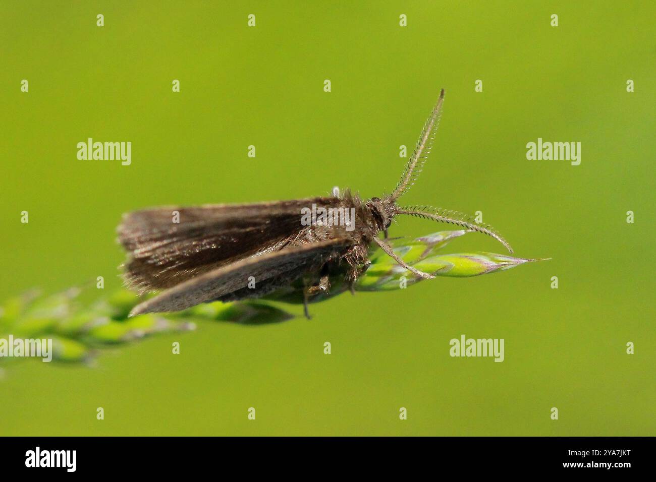 (Macaria fusca) Insecta Stock Photo - Alamy