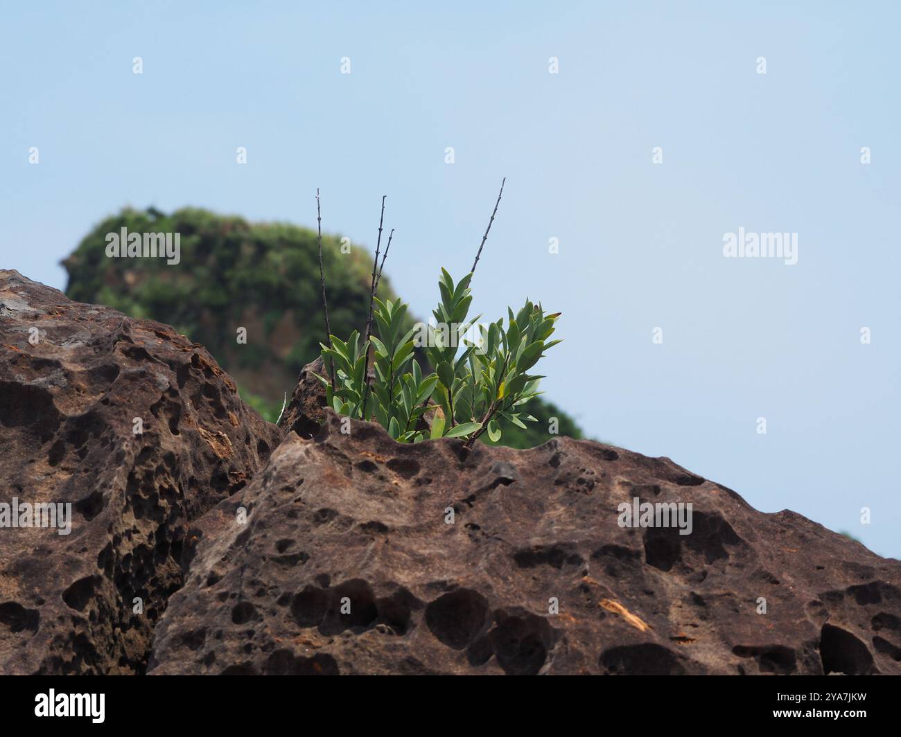 Bootlace Plant (Wikstroemia indica) Plantae Stock Photo - Alamy