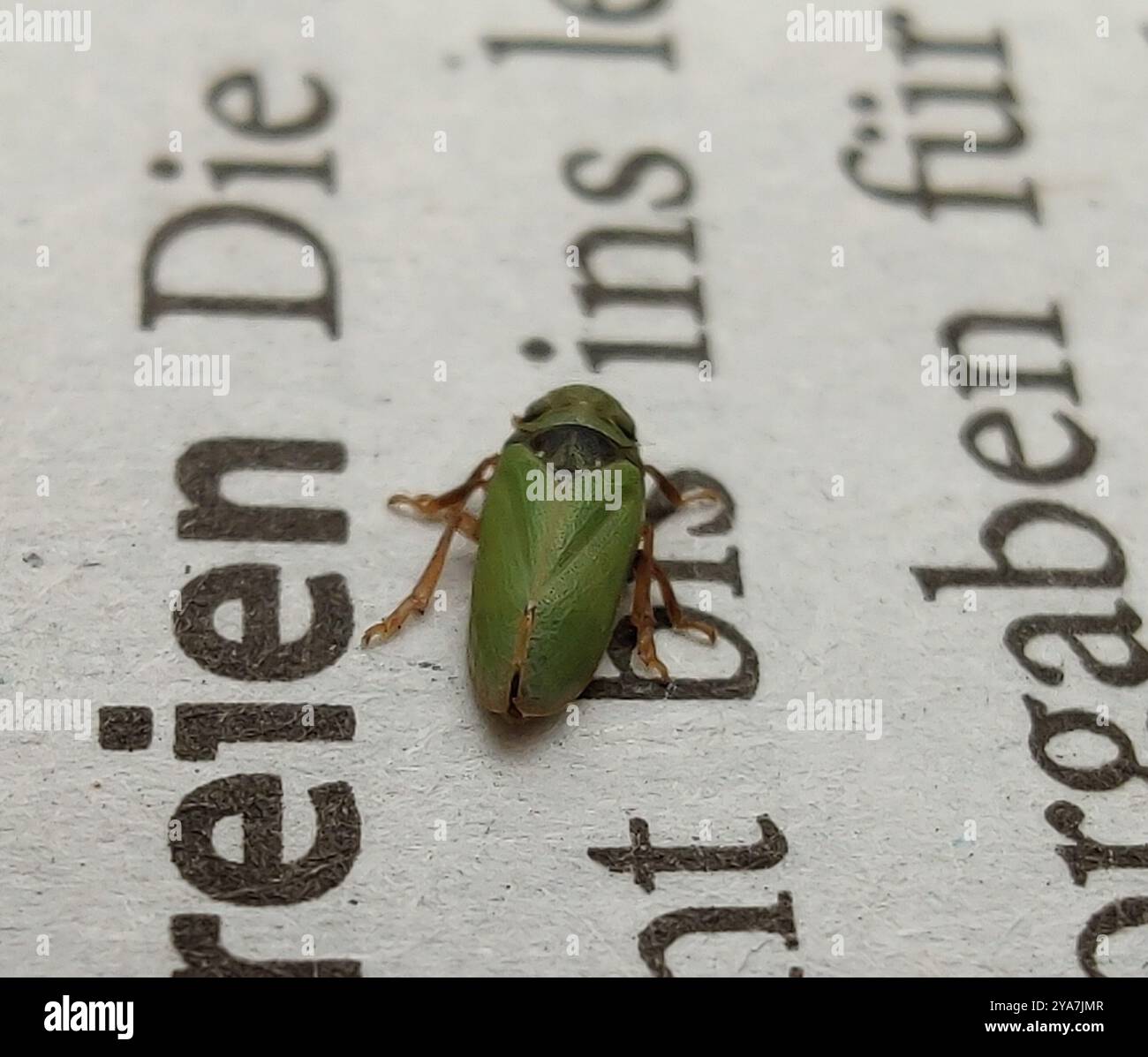 Tettigometra hi-res stock photography and images - Alamy