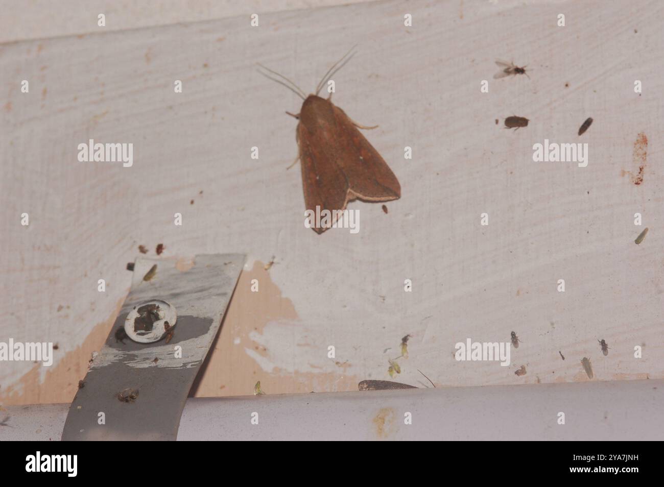 White-speck Moth (Mythimna unipuncta) Insecta Stock Photo - Alamy