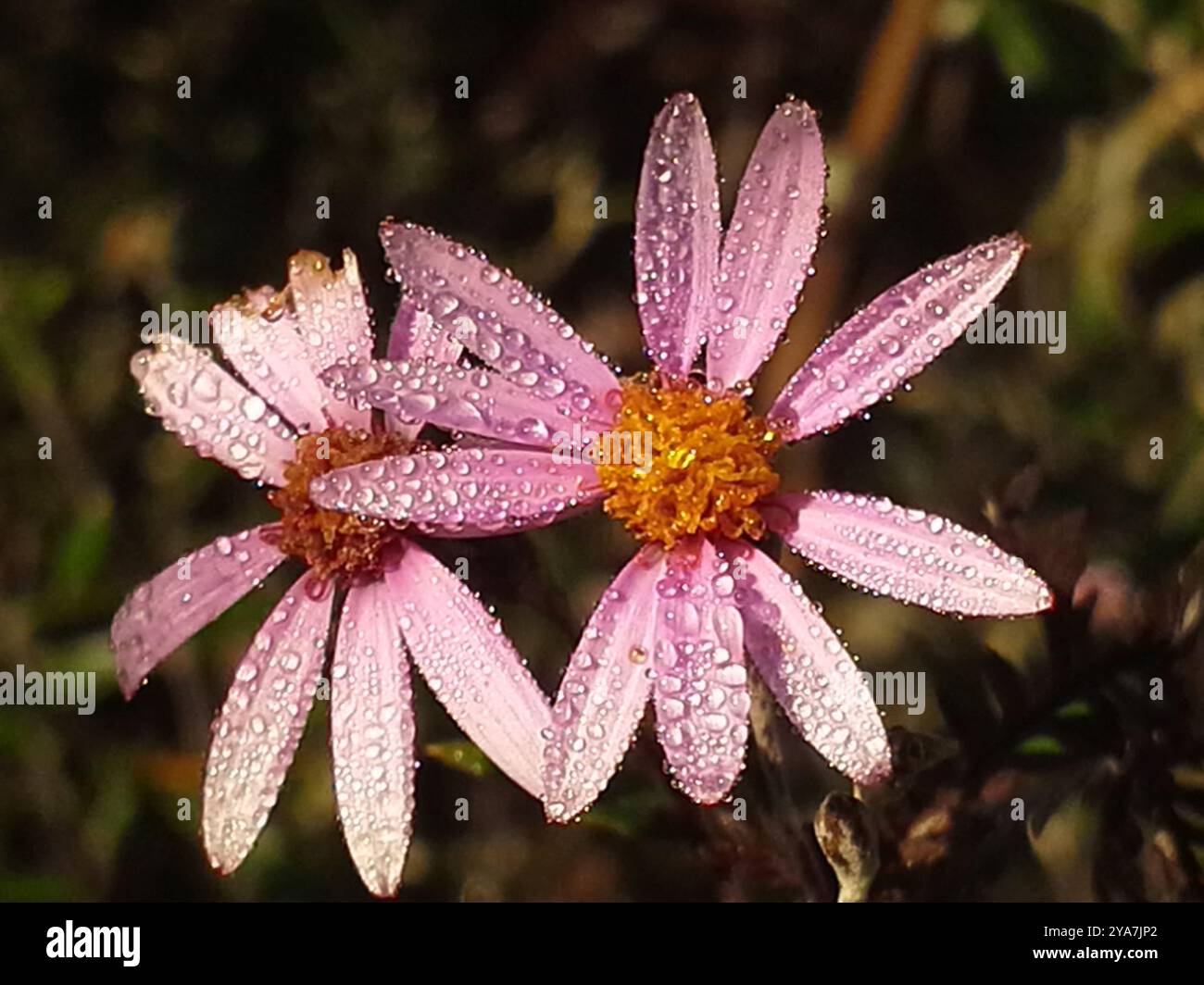 Bushman Tea (Athrixia phylicoides) Plantae Stock Photo - Alamy