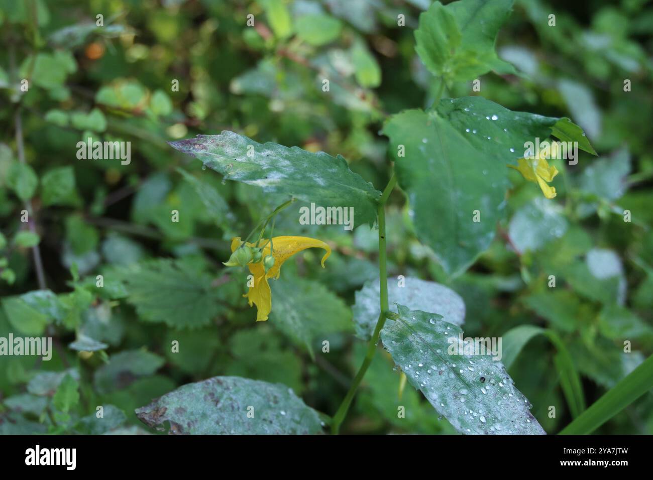 Touch-me-not Balsam (Impatiens noli-tangere) Plantae Stock Photo - Alamy