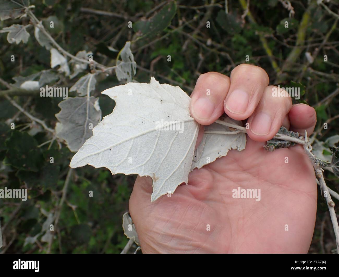 white poplar (Populus alba) Plantae Stock Photo - Alamy
