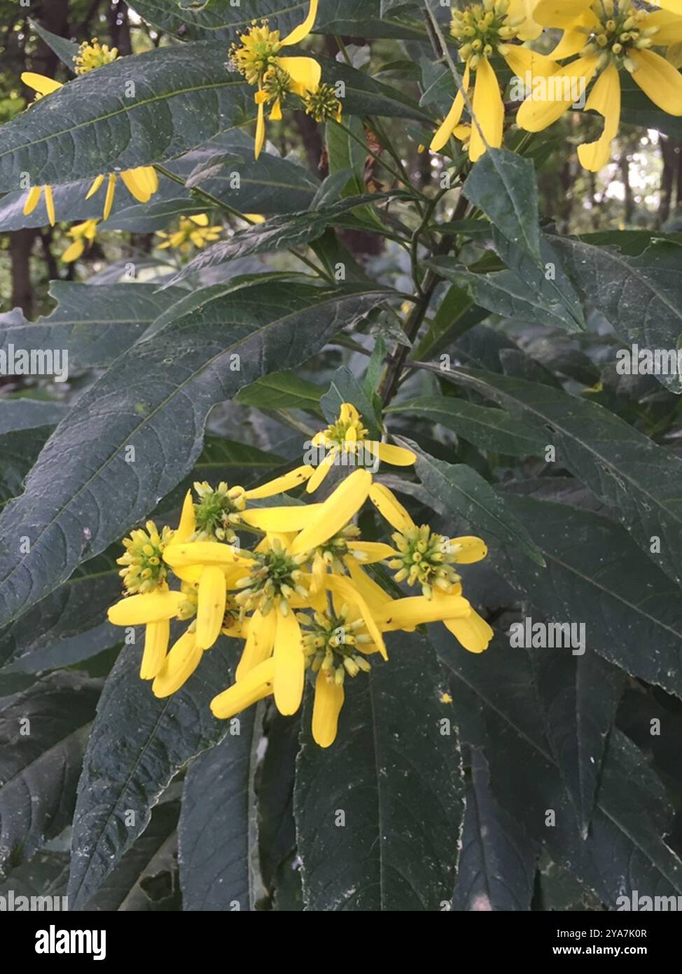 Wingstem (Verbesina alternifolia) Plantae Stock Photo - Alamy