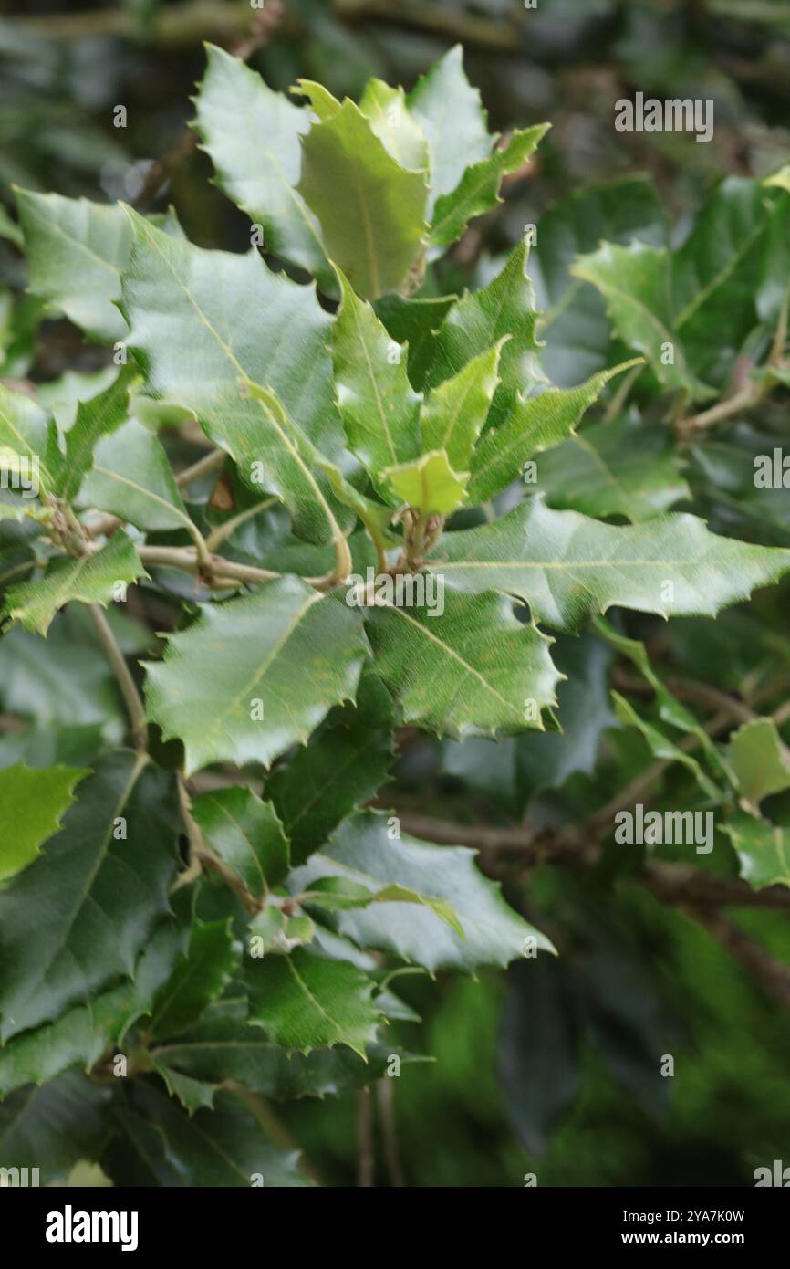 Holm oak (Quercus ilex) Plantae Stock Photo - Alamy