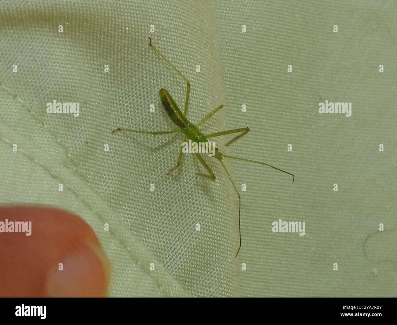 Pale Green Assassin Bug (Zelus luridus) Insecta Stock Photo - Alamy