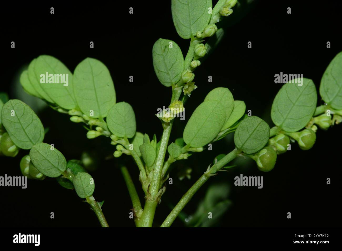 Gale of the Wind (Phyllanthus amarus) Plantae Stock Photo - Alamy