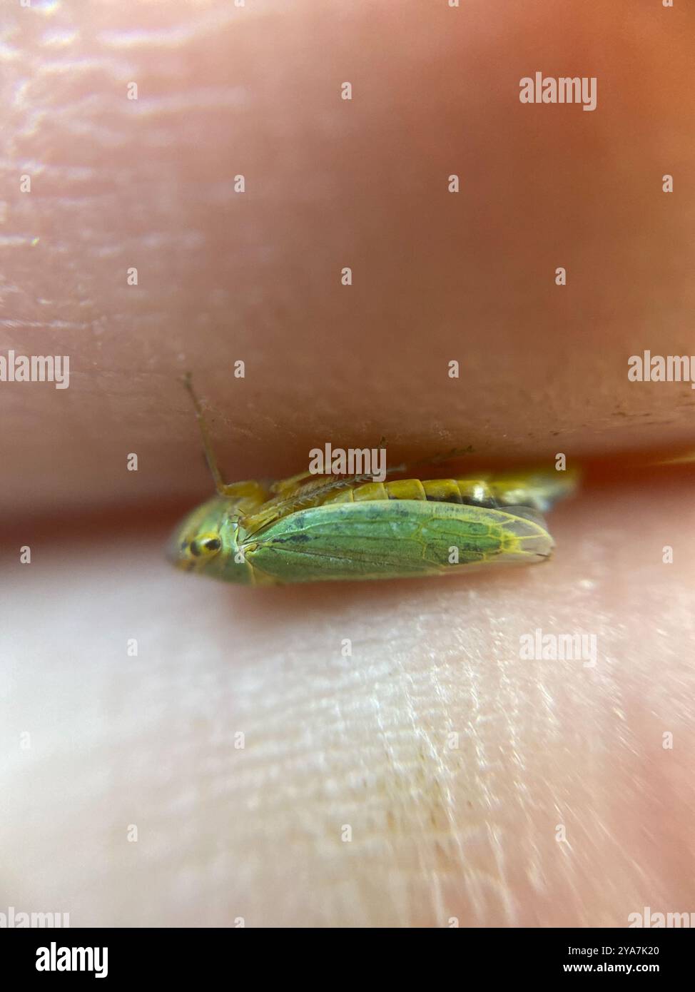 Green Leafhopper (Cicadella viridis) Insecta Stock Photo - Alamy