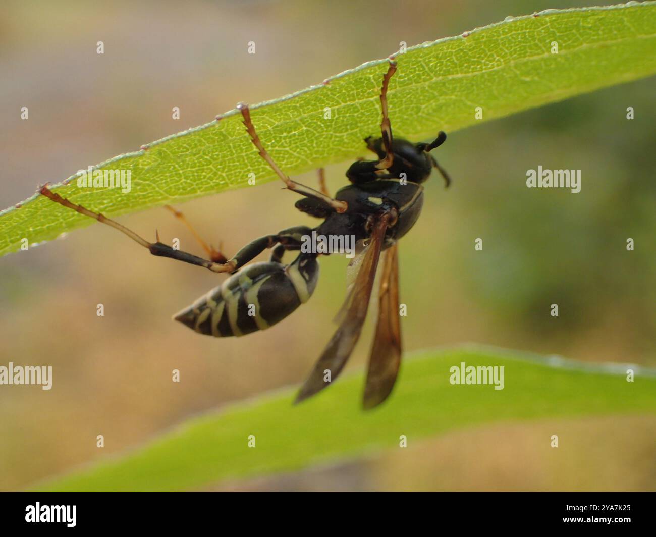 Northern Paper Wasp (Polistes fuscatus) Insecta Stock Photo - Alamy