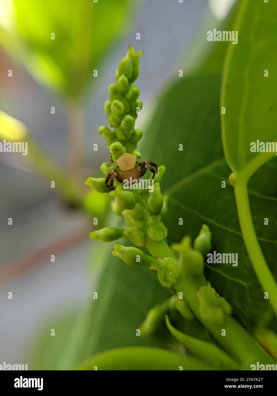 Spectacular Crab Spider (Thomisus spectabilis) Arachnida Stock Photo ...