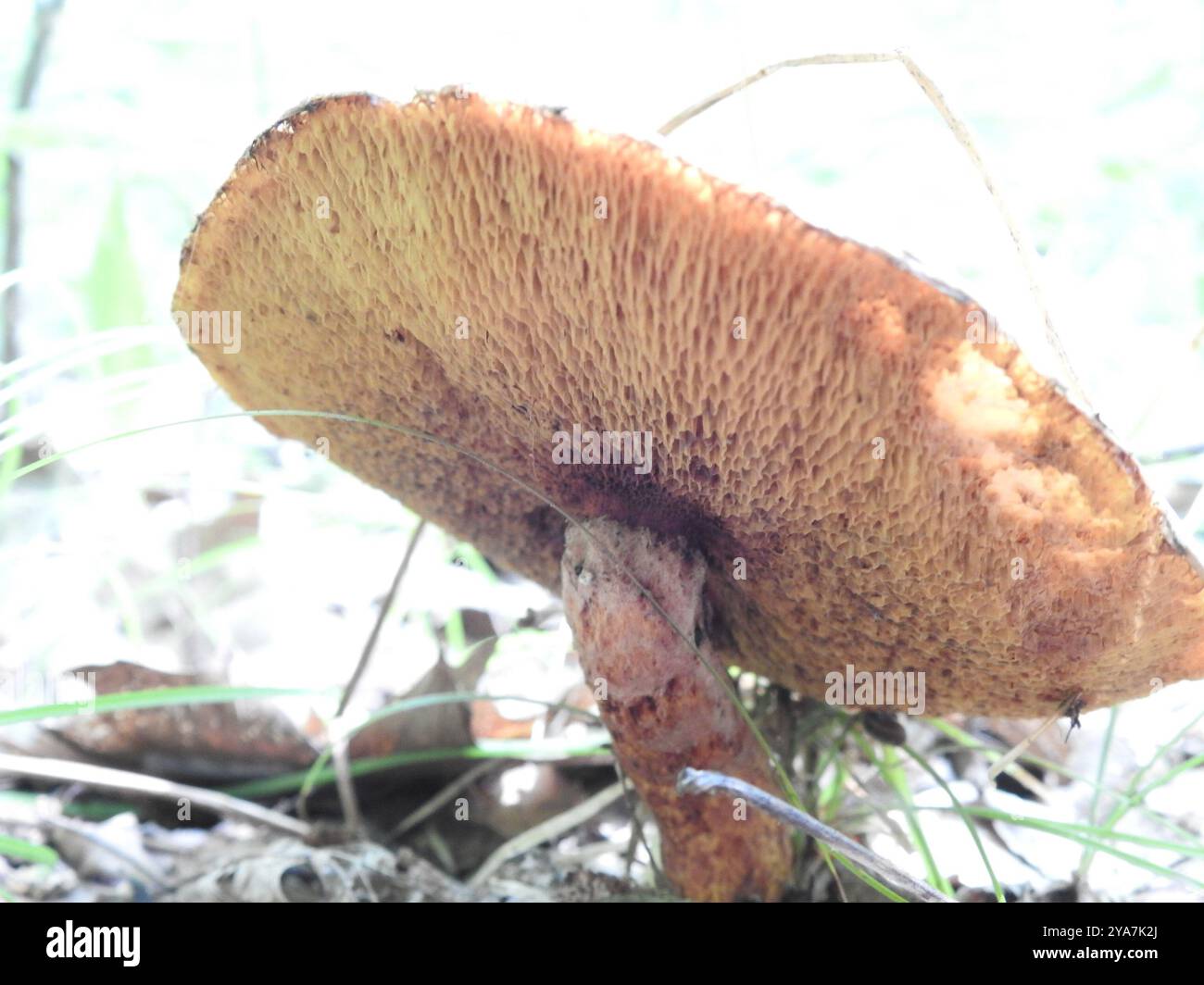 Painted Suillus (Suillus spraguei) Fungi Stock Photo - Alamy