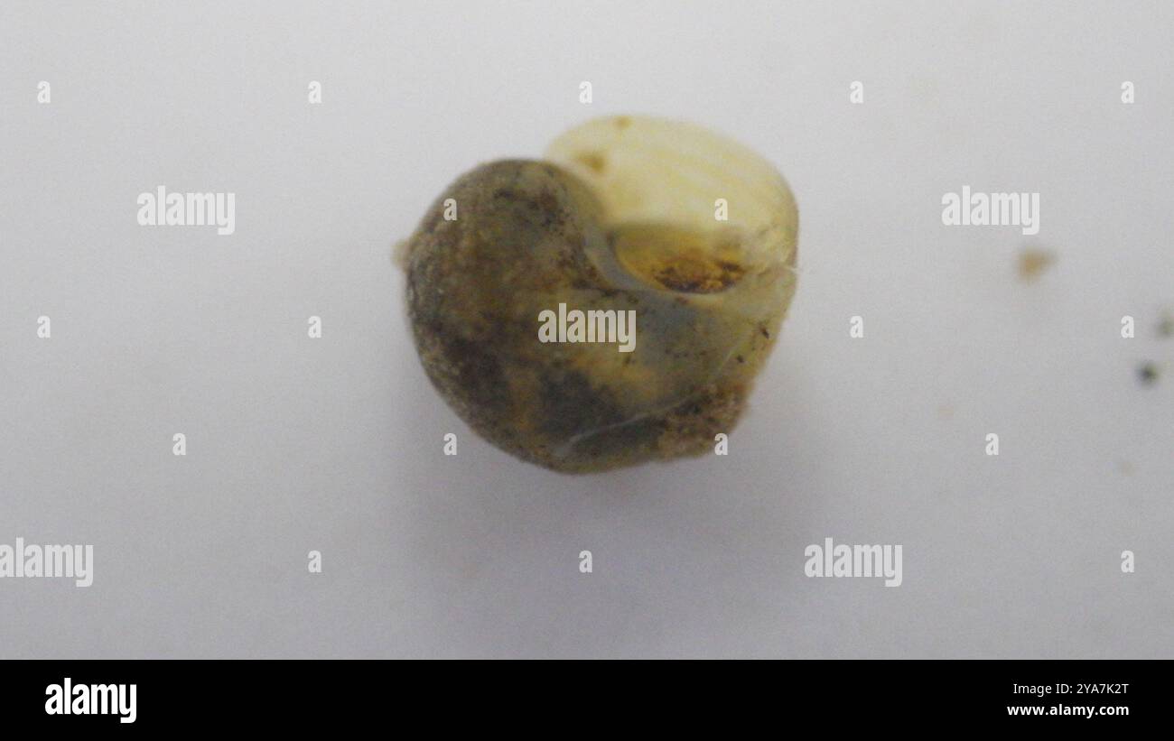 Hydrobiid Mud Snails (Hydrobiidae) Mollusca Stock Photo - Alamy