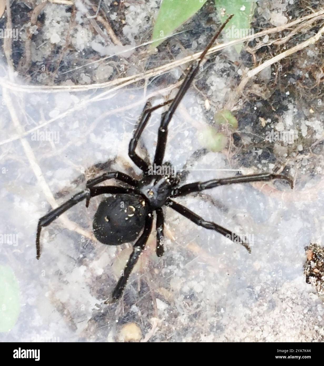 Southern Black Widow (Latrodectus mactans) Arachnida Stock Photo - Alamy