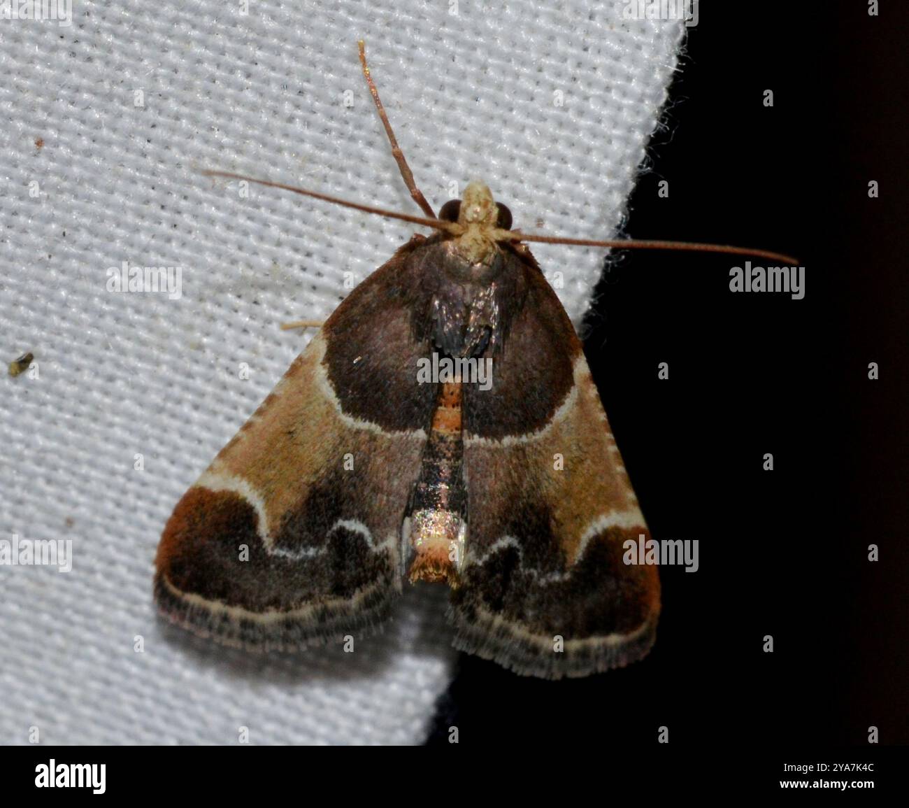 Meal moth (Pyralis farinalis) Insecta Stock Photo - Alamy