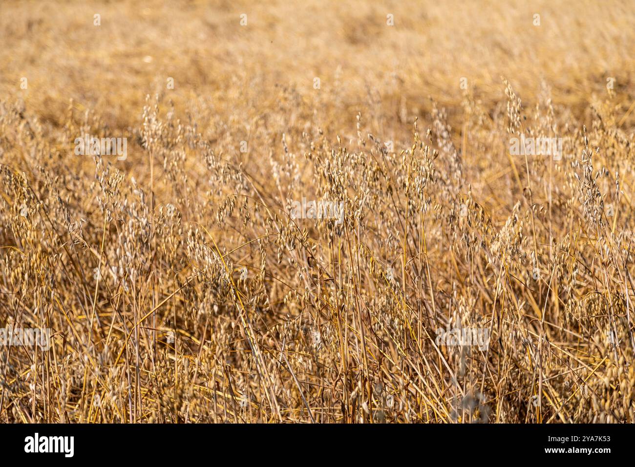 Oat plantation (Avena sativa and Avena byzantina) in a large sunny ...