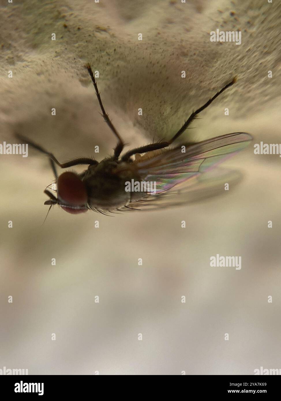 Lesser House Fly (Fannia canicularis) Insecta Stock Photo - Alamy