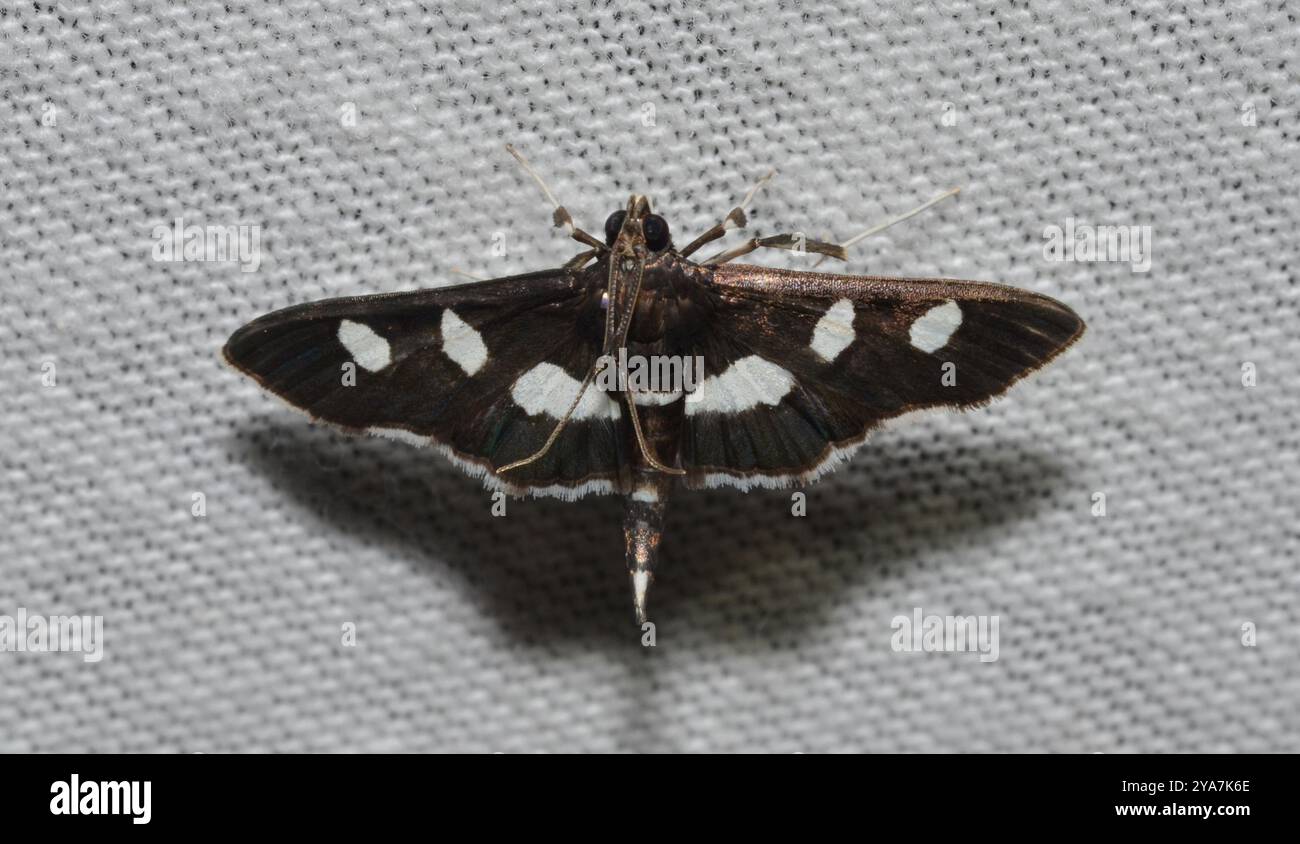 Grape Leaffolder Moth (Desmia funeralis) Insecta Stock Photo - Alamy