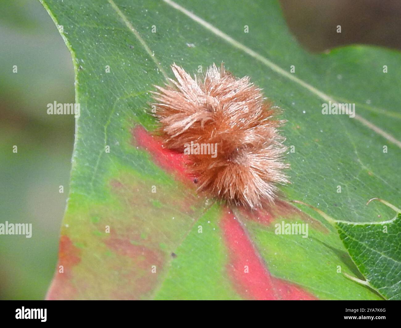 Oak Gall Wasps (Cynipini) Insecta Stock Photo - Alamy