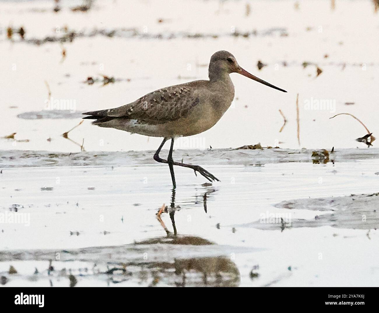 Hudsonian Godwit (Limosa haemastica) Aves Stock Photo - Alamy