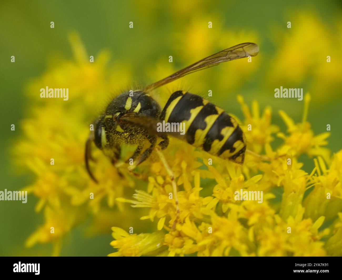 Common Aerial Yellowjacket (Dolichovespula arenaria) Insecta Stock ...
