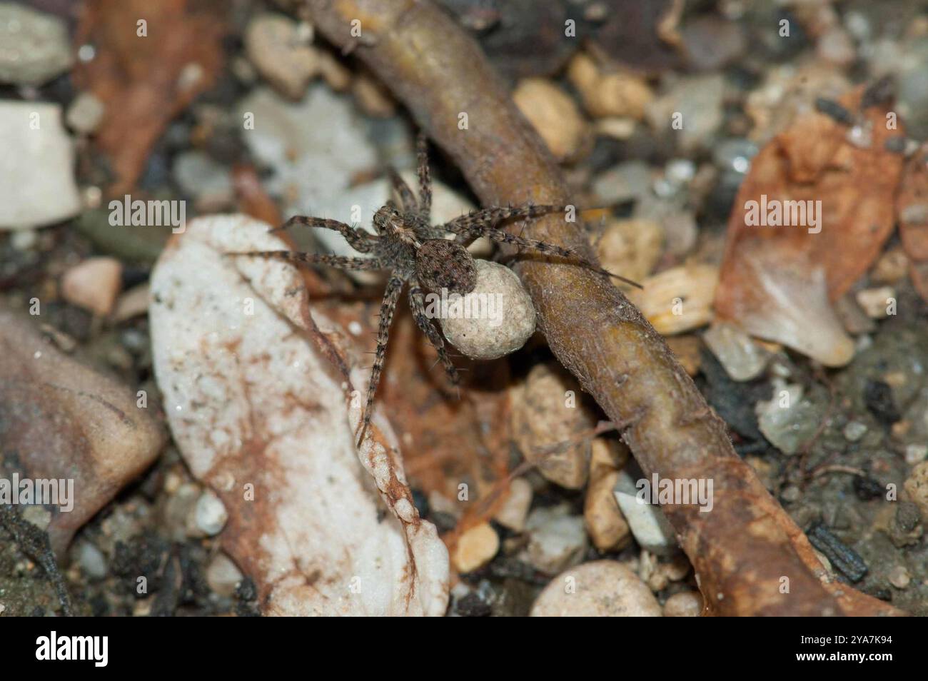 Thin-legged Wolf Spiders (Pardosa) Arachnida Stock Photo - Alamy