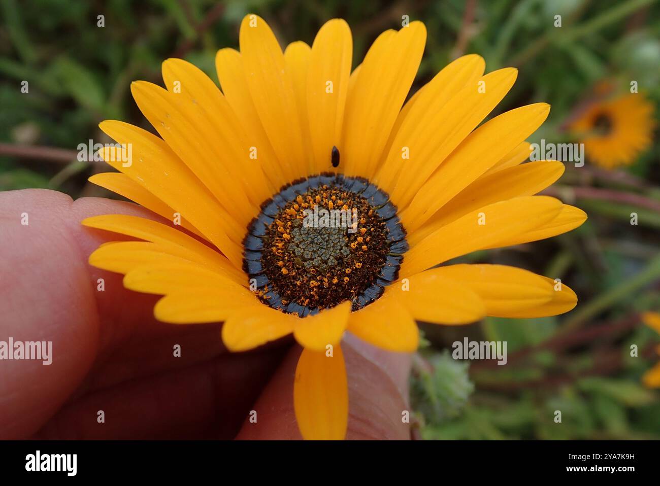 Hairy African Daisy (Arctotis hirsuta) Plantae Stock Photo - Alamy