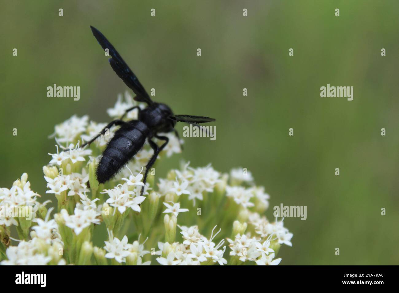 Scoliid Wasps (Scoliidae) Insecta Stock Photo - Alamy