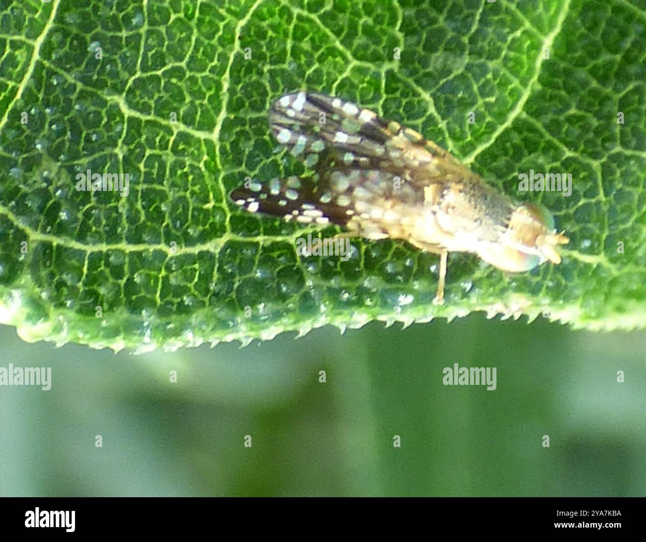Sunflower Seed Maggot (Neotephritis finalis) Insecta Stock Photo - Alamy
