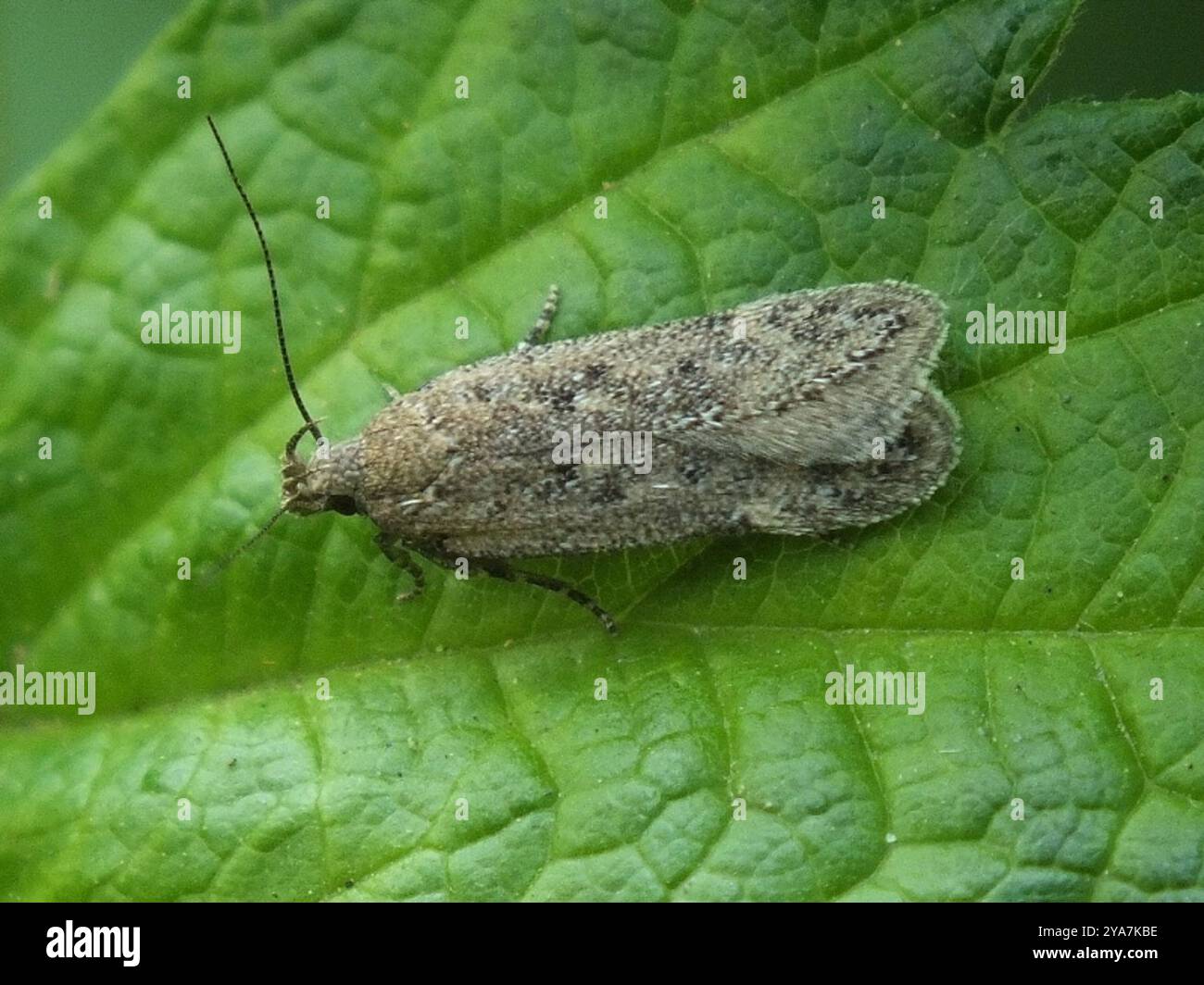 dull red neb (Bryotropha senectella) Insecta Stock Photo - Alamy