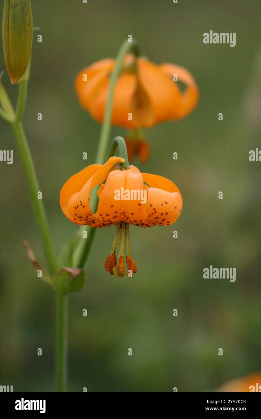 Columbia lily (Lilium columbianum) Plantae Stock Photo - Alamy
