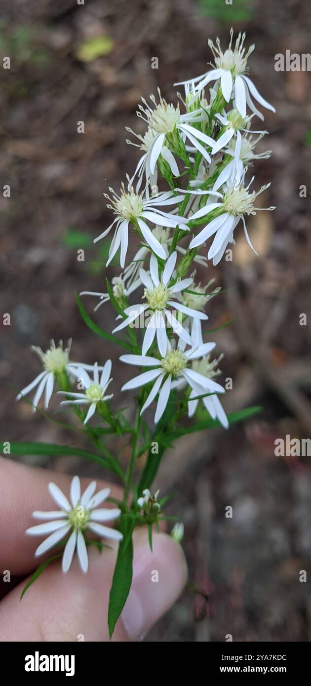Arrow-leaved Aster (Symphyotrichum urophyllum) Plantae Stock Photo - Alamy