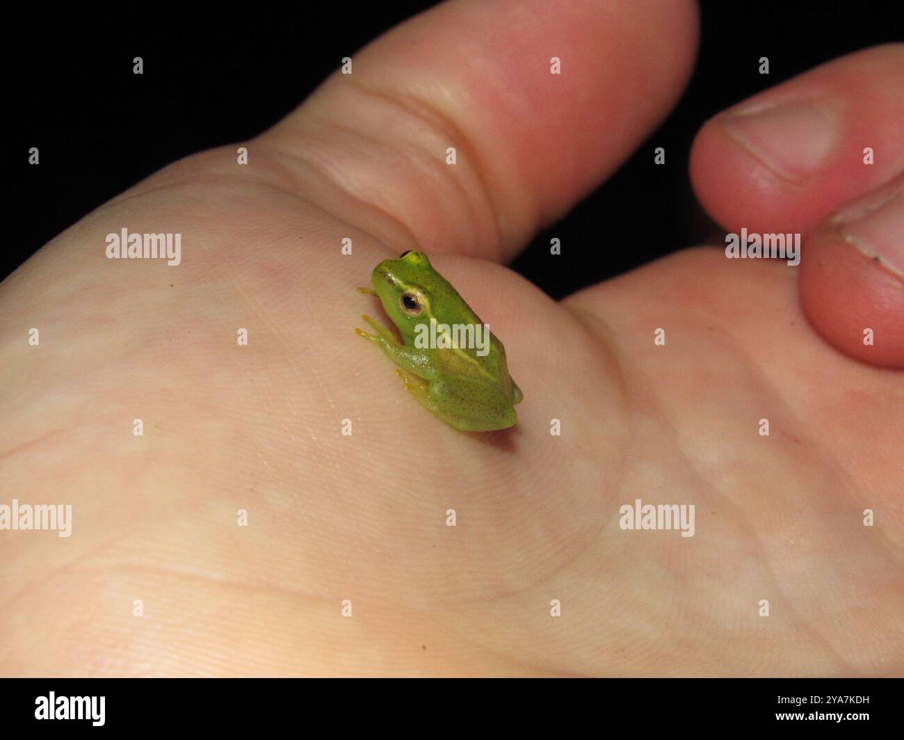 Water Lily Reed Frog (Hyperolius pusillus) Amphibia Stock Photo - Alamy